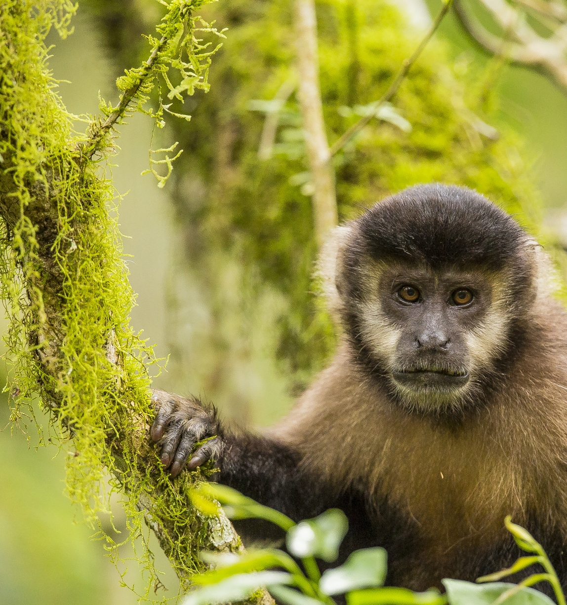 FSC Aligned Certification for EUDR and system-wide changes now live | fsc.org